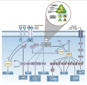 Targeting PIK3CA Alterations in Hormone Receptor-Positive, Human ...